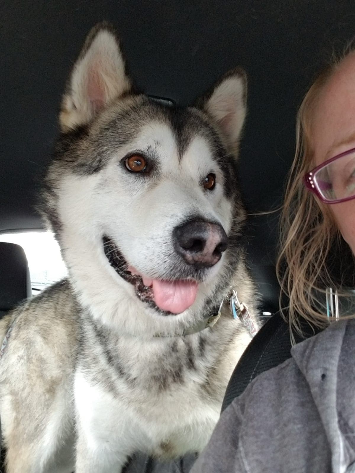 Pets in Bellingham Honored by Boulevard Bark in 2019